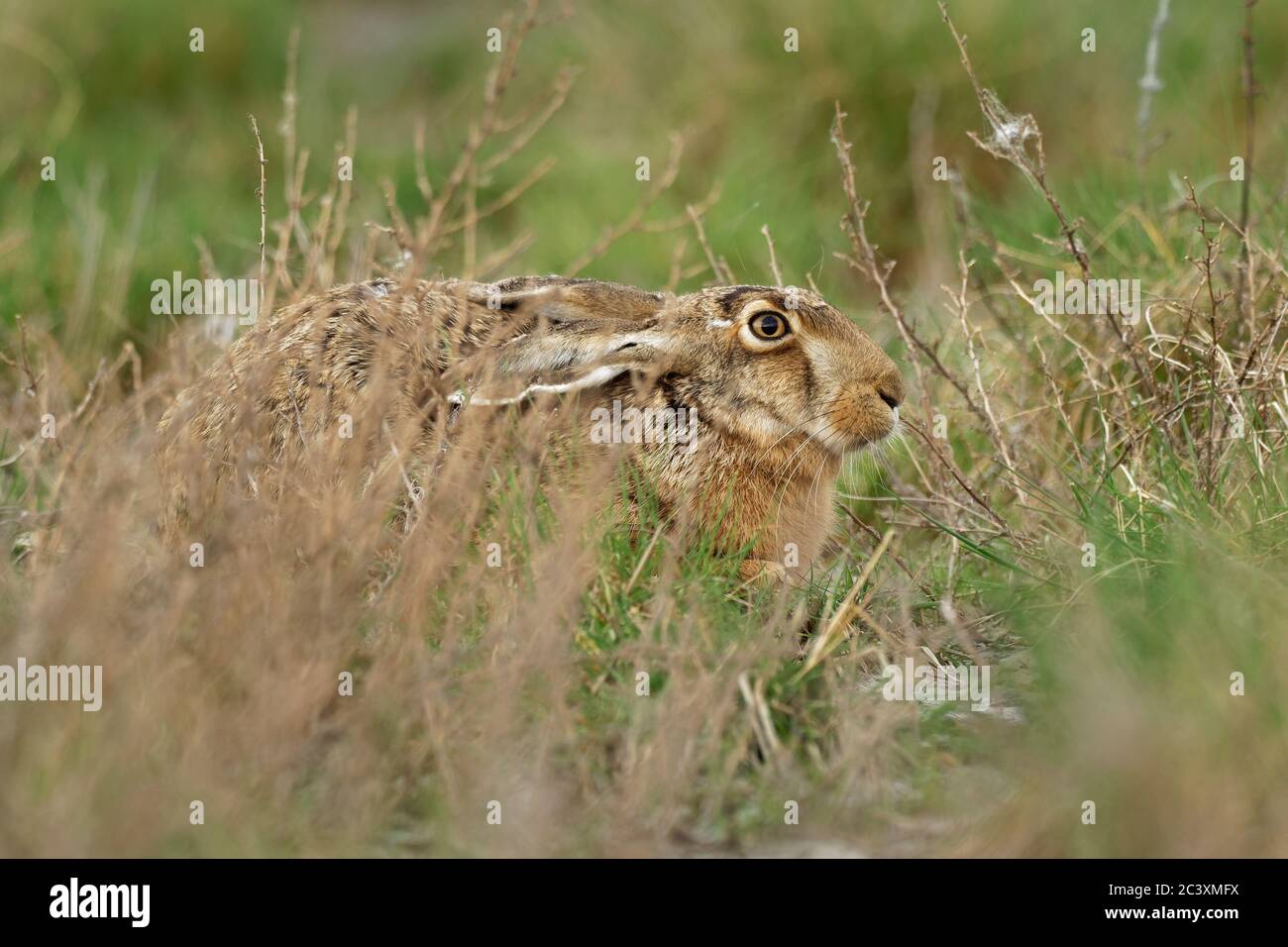 Brown Hare - Lepus europaeus, European hare, species of hare native to ...