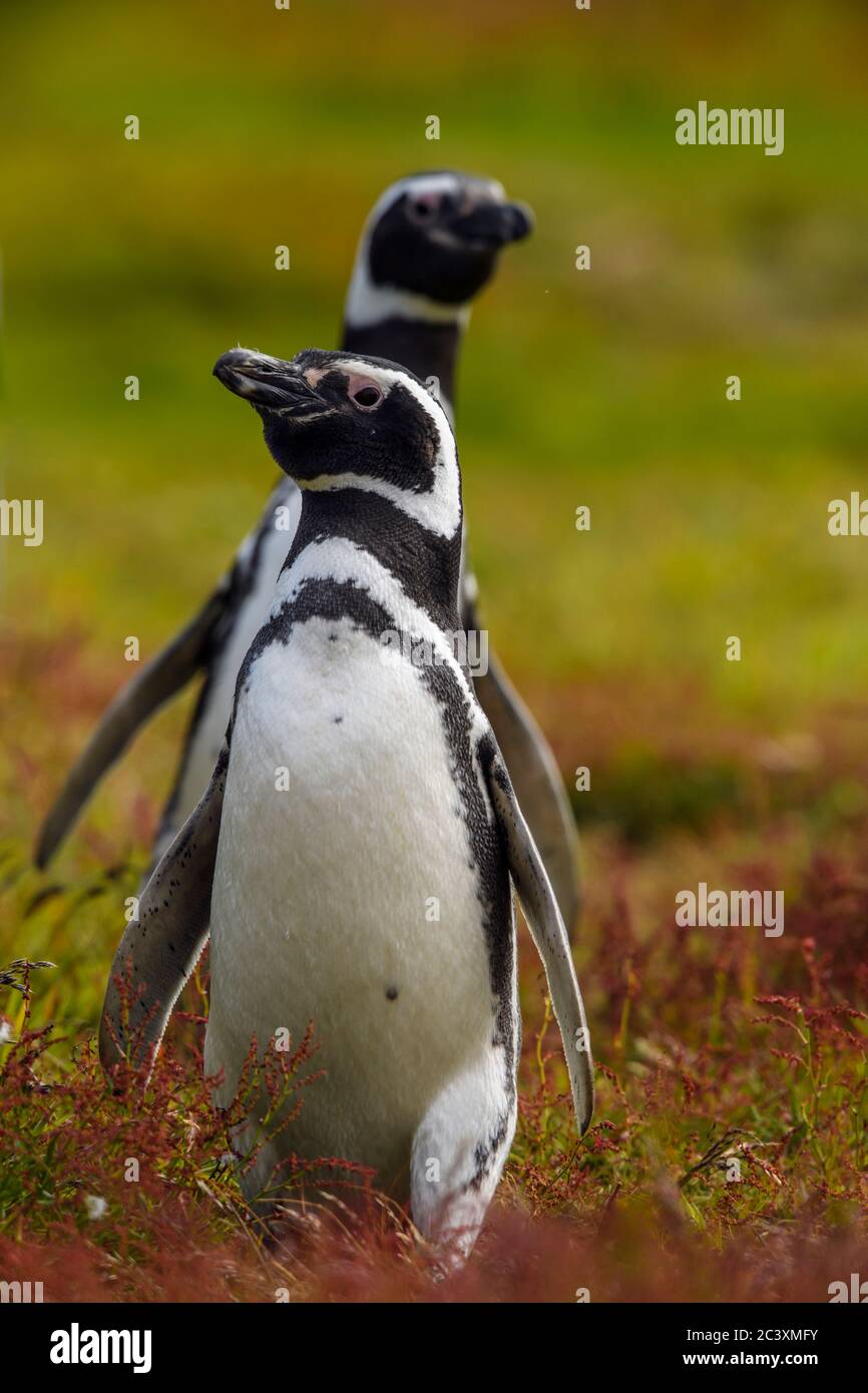 Magellanic penguin (Spheniscus magellanicus), Carcass Island, West ...