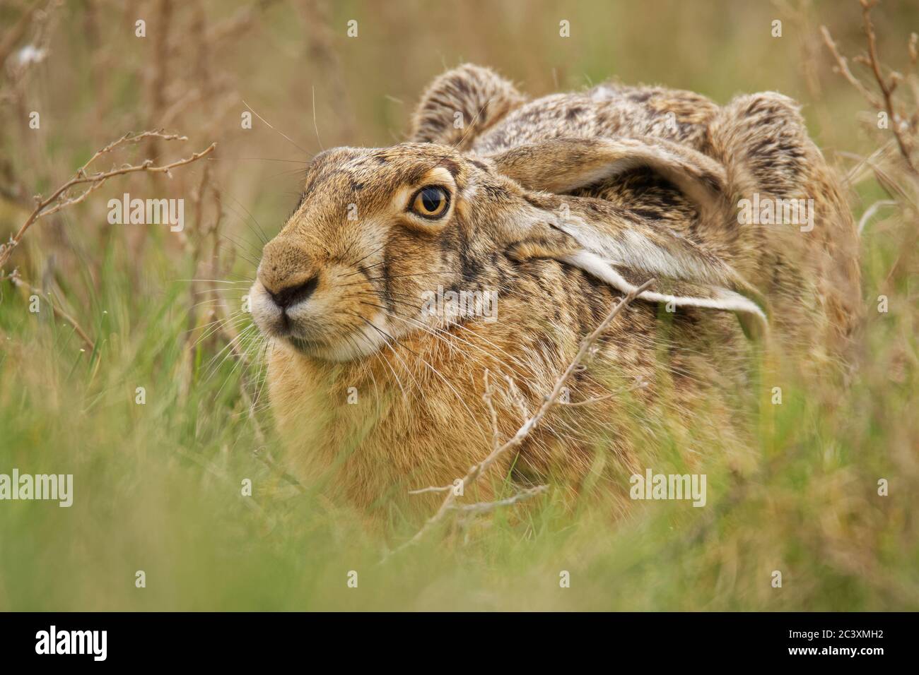 Brown Hare - Lepus europaeus, European hare, species of hare native to ...