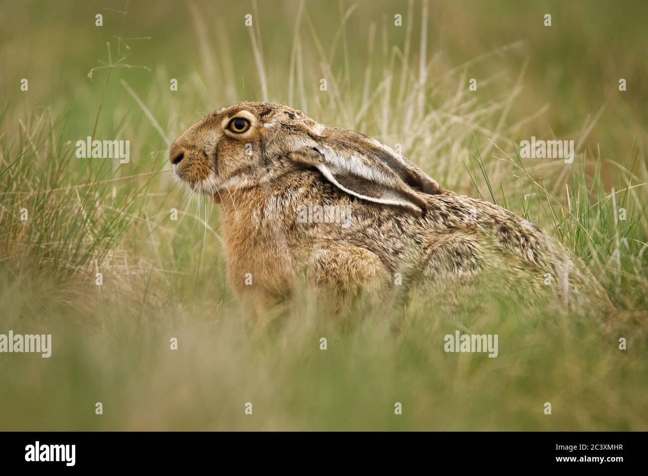 Brown Hare - Lepus europaeus, European hare, species of hare native to ...
