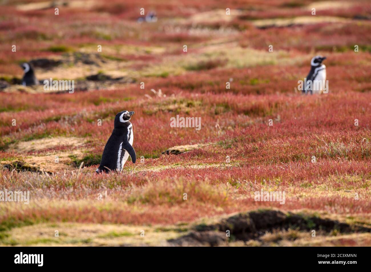 Magellanic penguin (Spheniscus magellanicus), Sea Lion Island, East ...