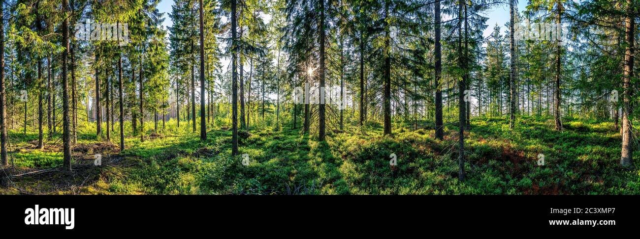 Beautiful view from inside of Swedish forest through green forest trees ...