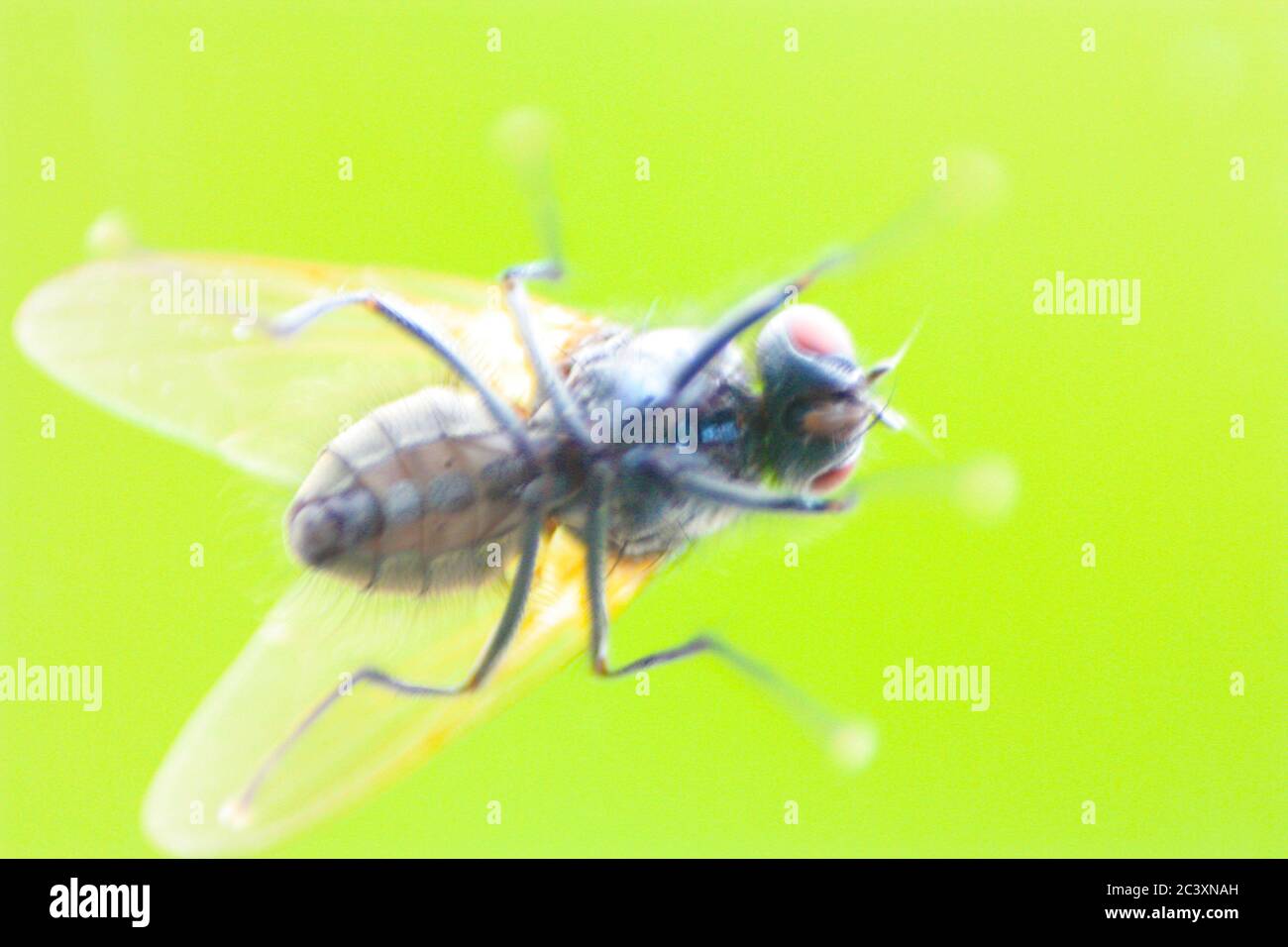 artistic dark macro slide detail of common fly blurred with intentional ...