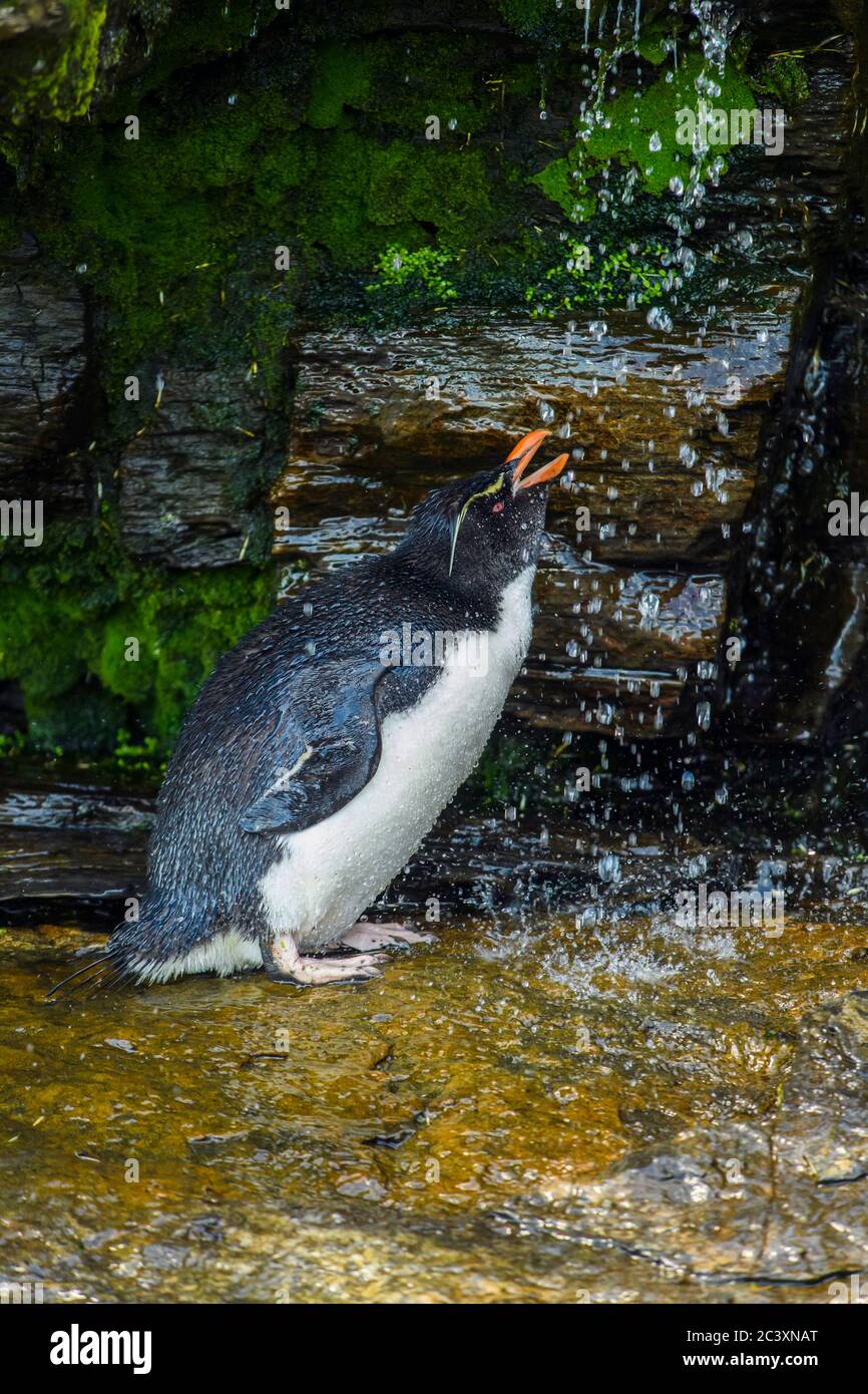 Falkland waterfall hi-res stock photography and images - Alamy