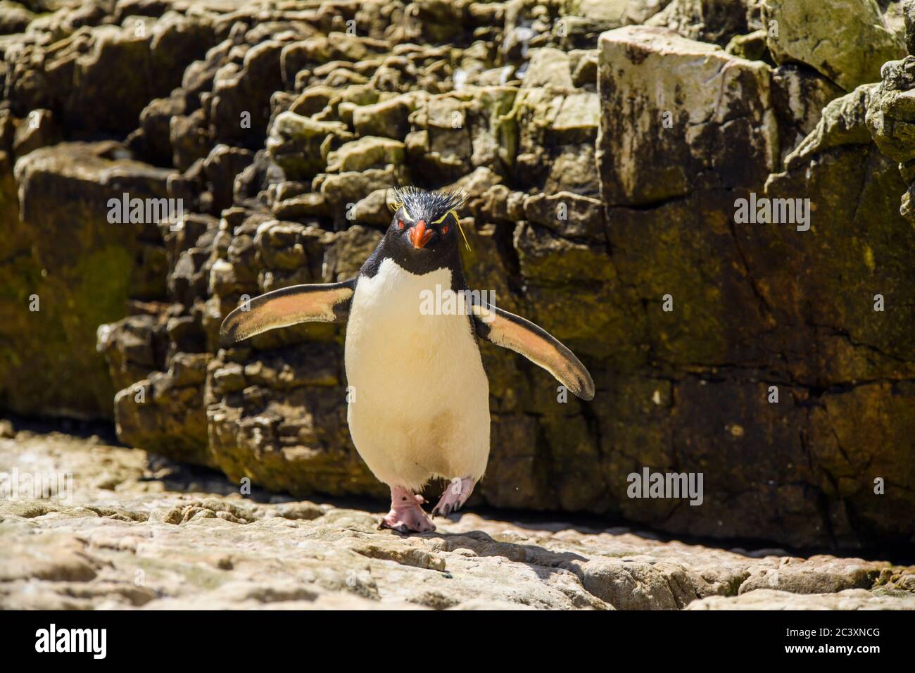 Southern rockhopper penguin (Eudyptes chrysocome), Ascending rocky ...
