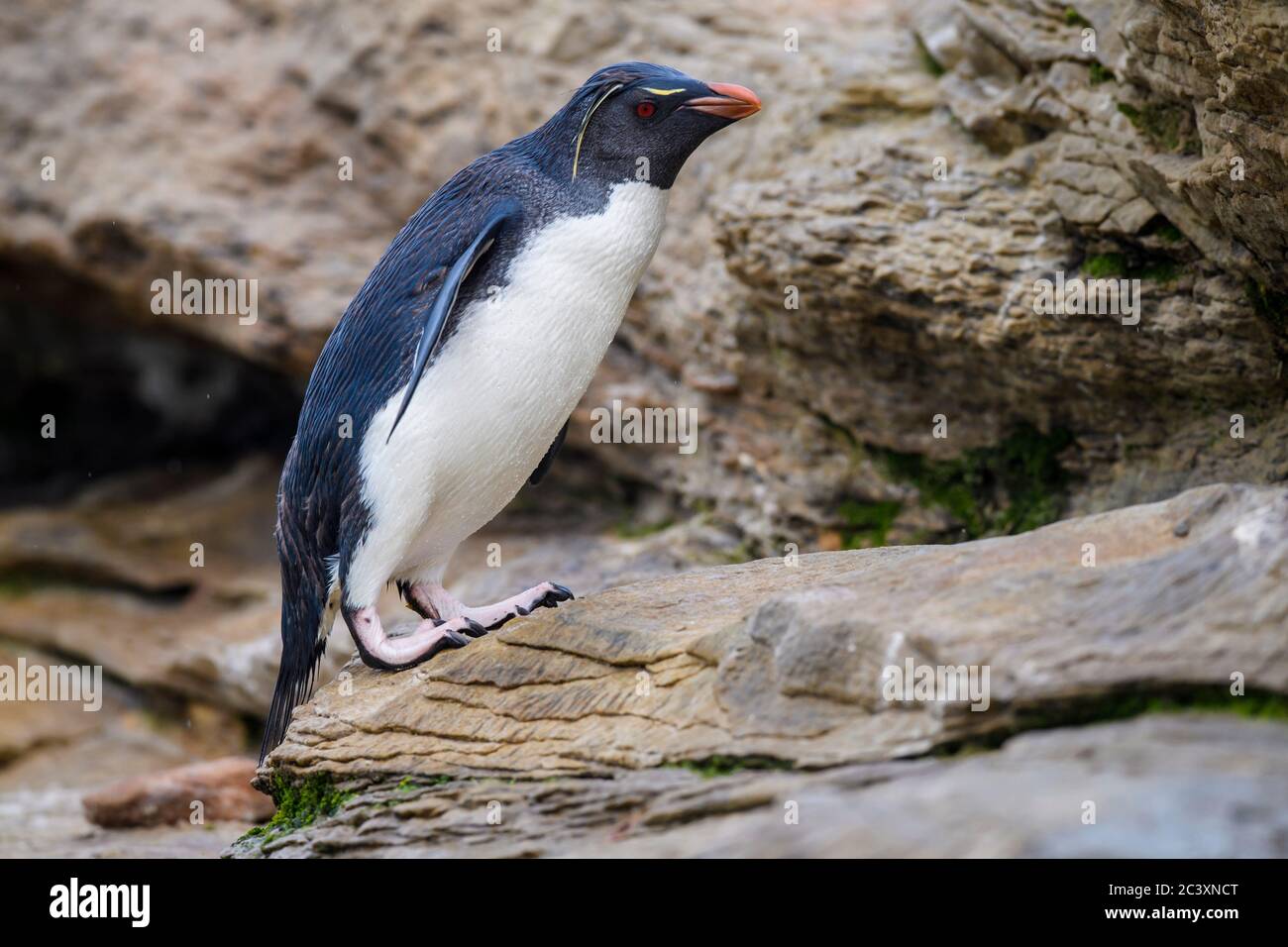 Southern rockhopper penguin (Eudyptes chrysocome), Ascending rocky ...