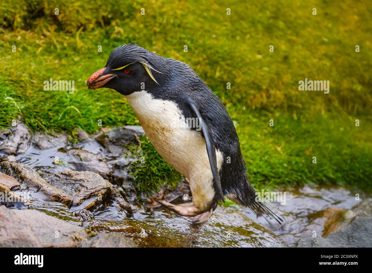 Southern rockhopper penguin (Eudyptes chrysocome), Ascending rocky ...