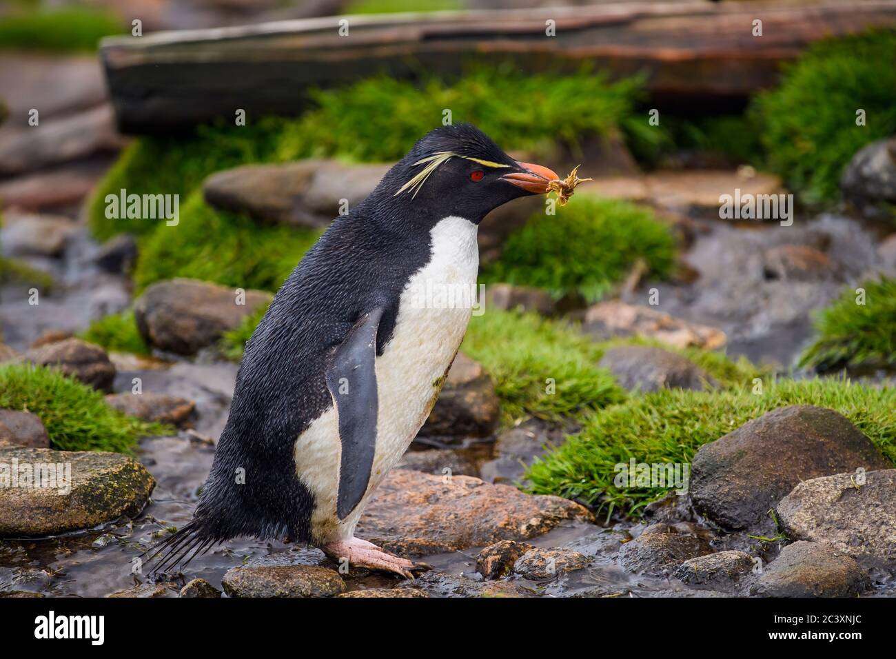Southern rockhopper penguin (Eudyptes chrysocome), Ascending rocky ...