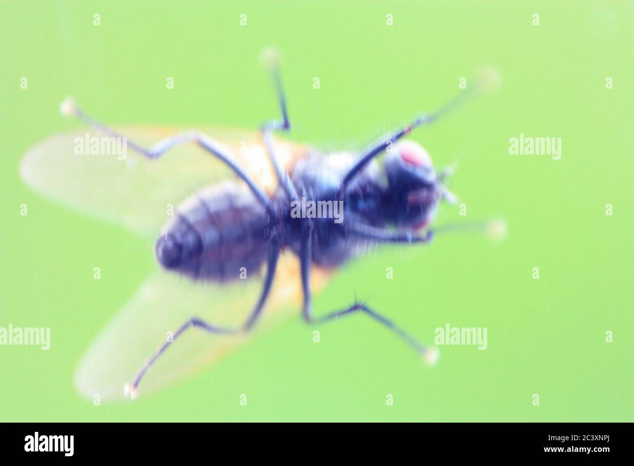 artistic dark macro slide detail of common fly blurred with intentional ...
