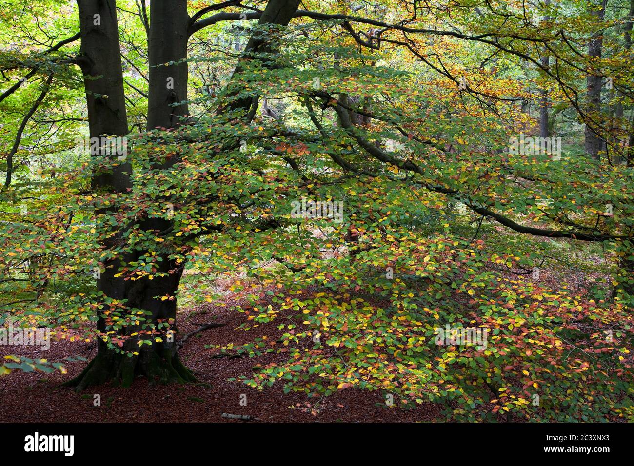 Beech trees penny rock grasmere hi-res stock photography and images - Alamy