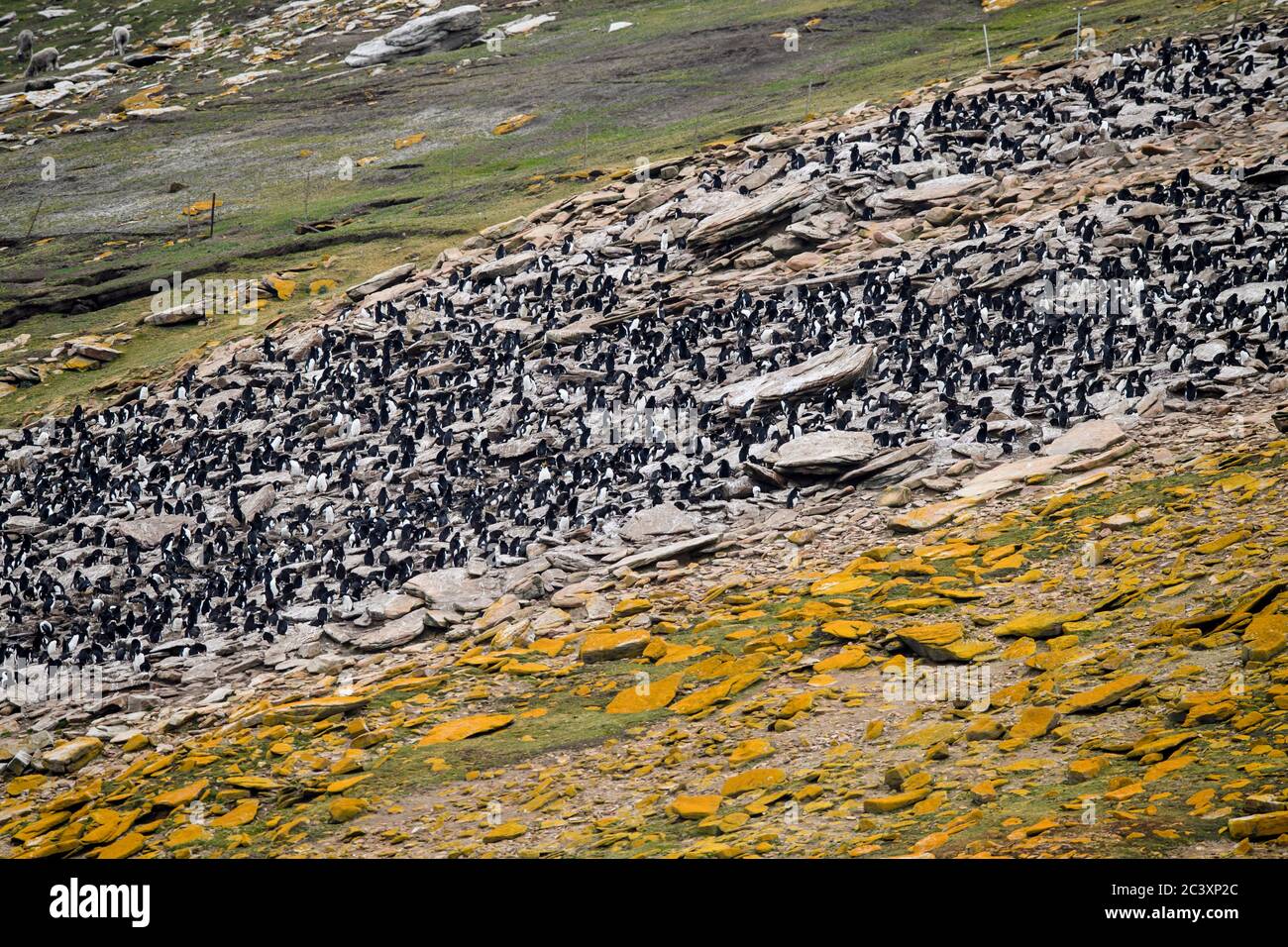 Southern rockhopper penguin (Eudyptes chrysocome) breeding colony ...
