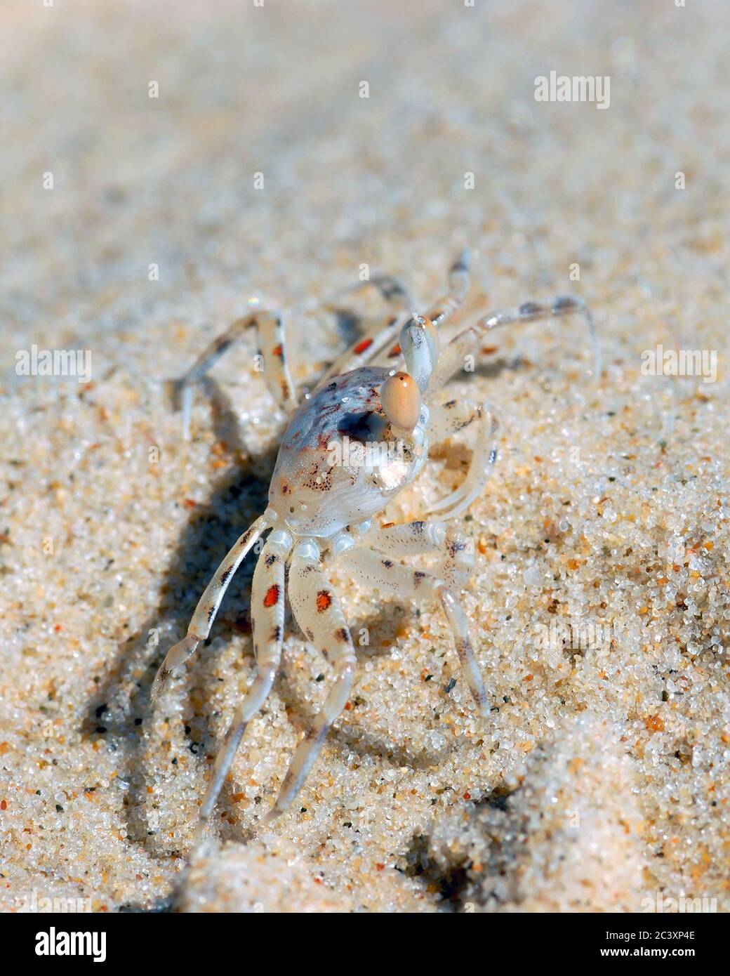 Sand Crab