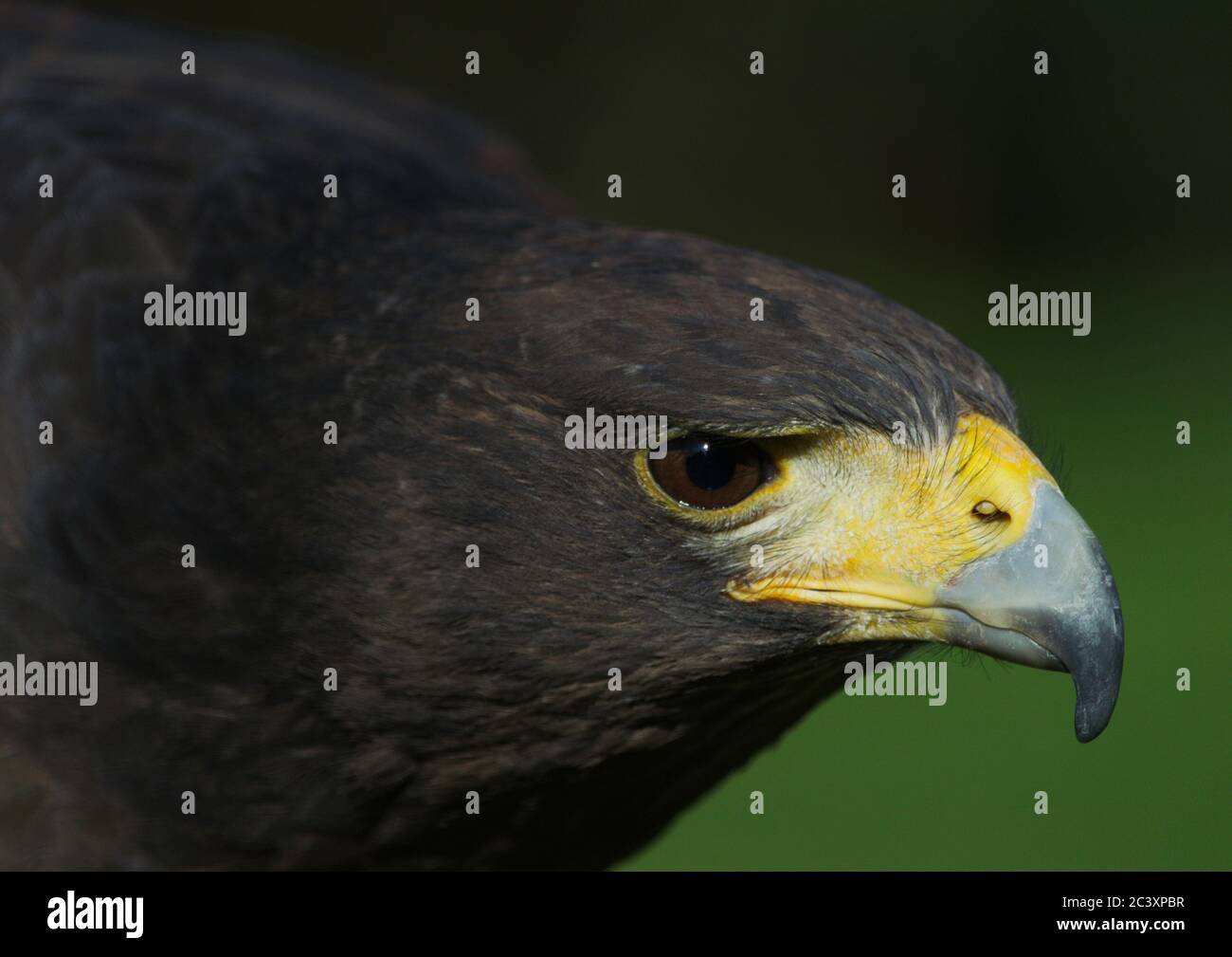 Hawks head hi-res stock photography and images - Alamy