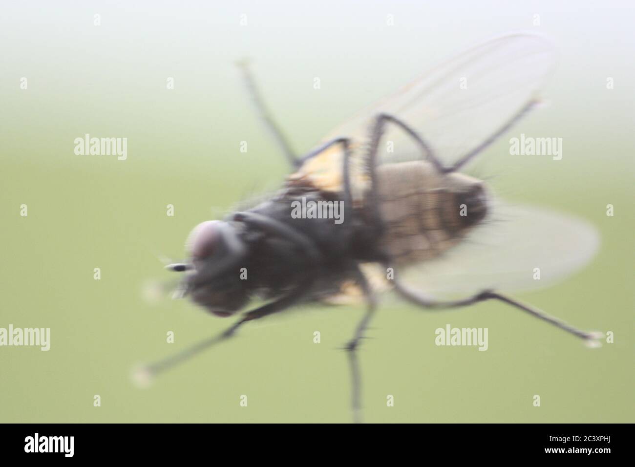 artistic dark macro slide detail of common fly blurred with intentional ...