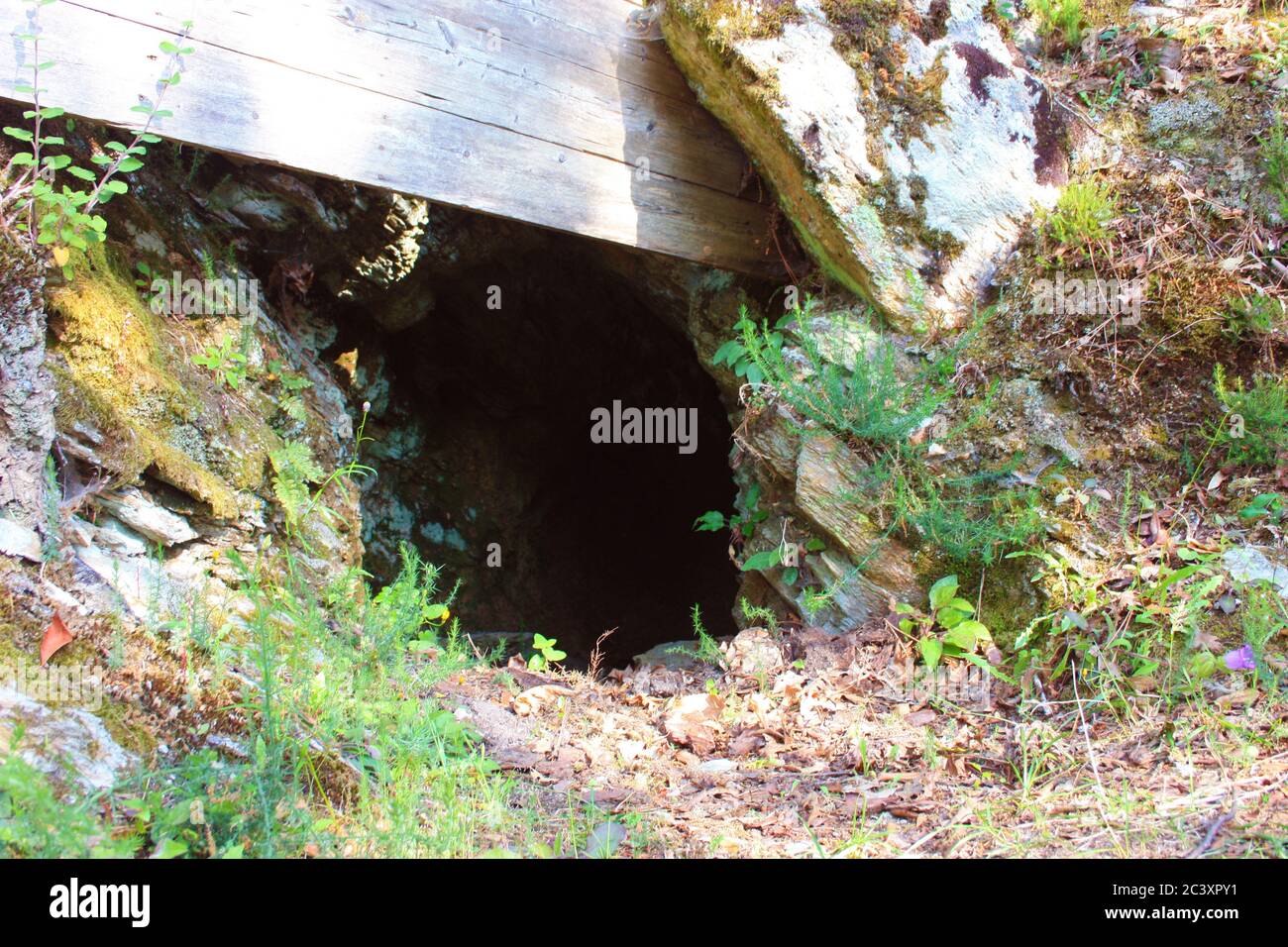 entrance opening of an old WWII military bunker hidden in the bush in ...