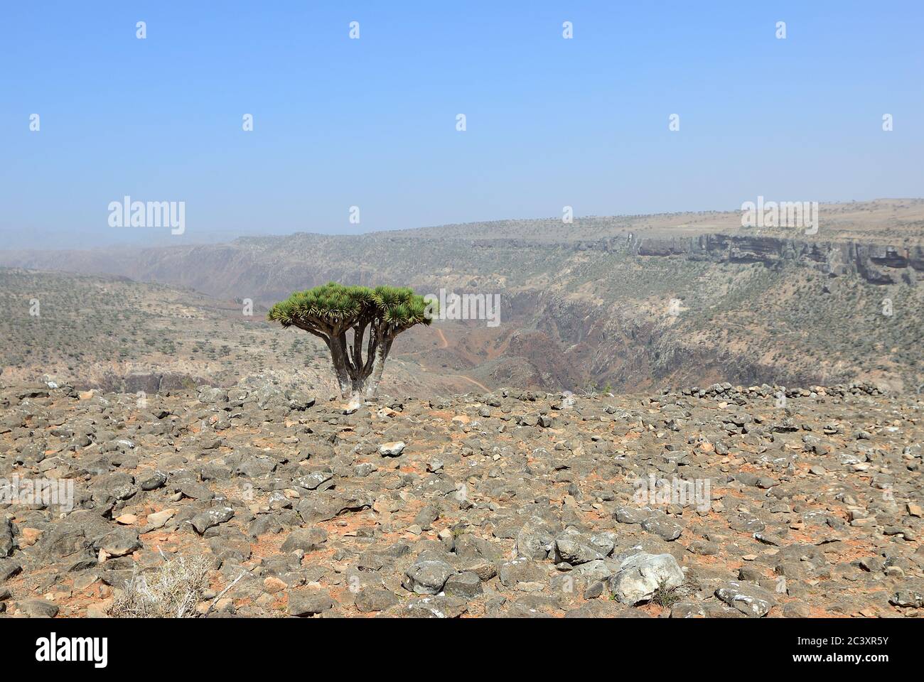 Beautiful landscape of Socotra island. The Dragon Blood Tree in Dixam ...