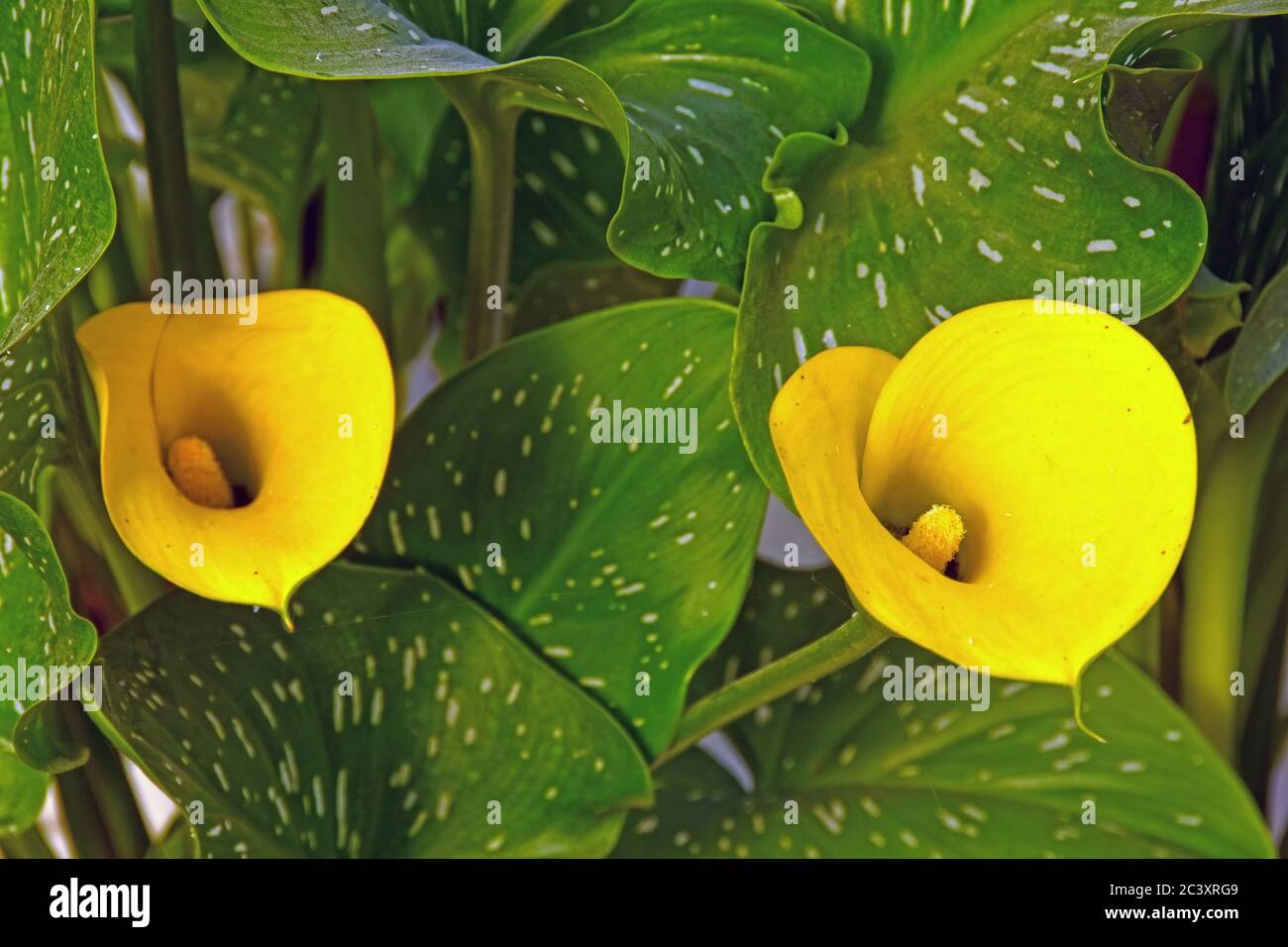 Calla lily flowers hi-res stock photography and images - Alamy