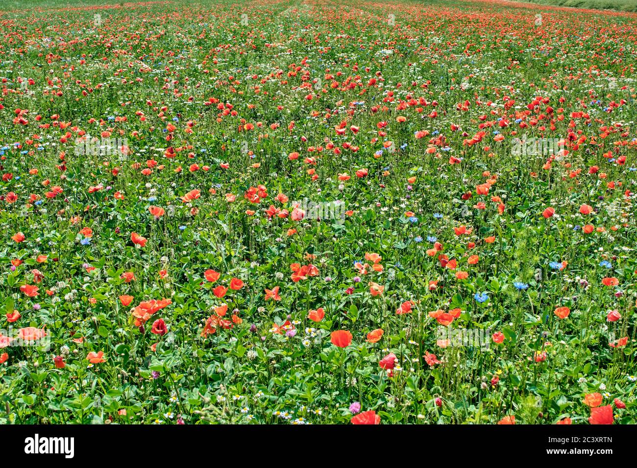Field of summer flowers, blooming poppies close-up, in the sunlight ...