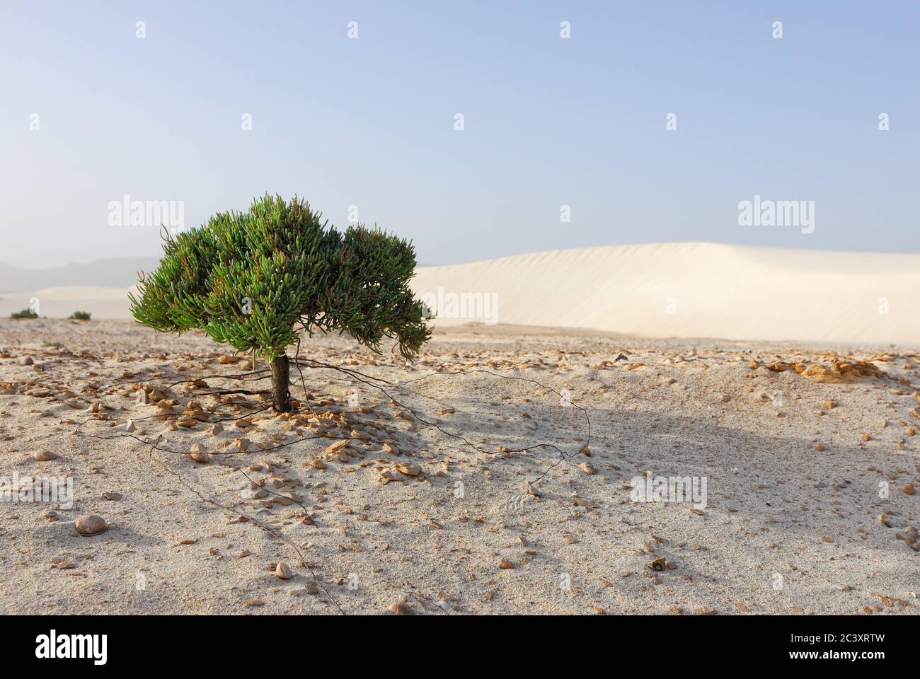 Solitary small green plant amongst desert Stock Photo - Alamy