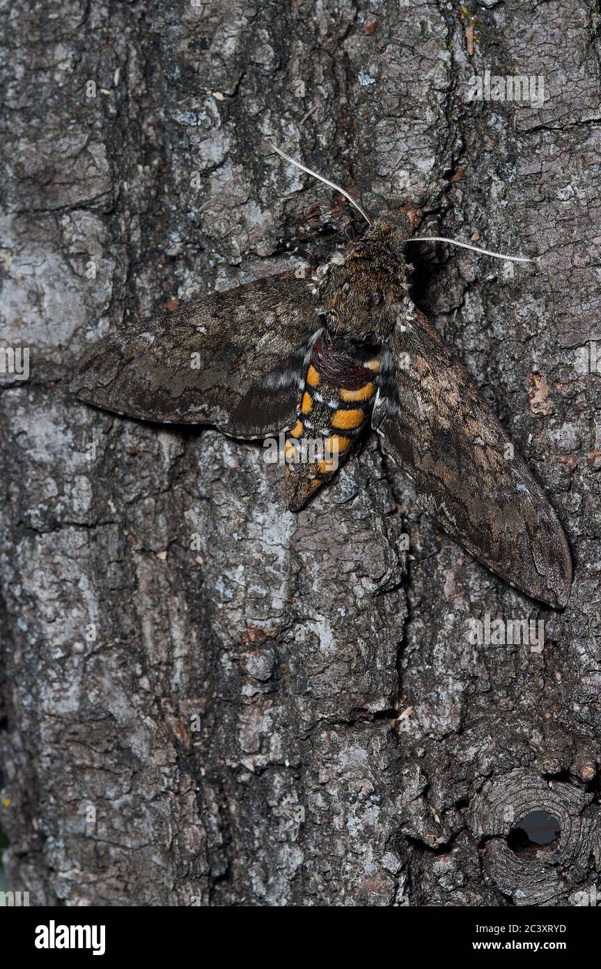 Carolina Sphinx Moth Stock Photo - Alamy