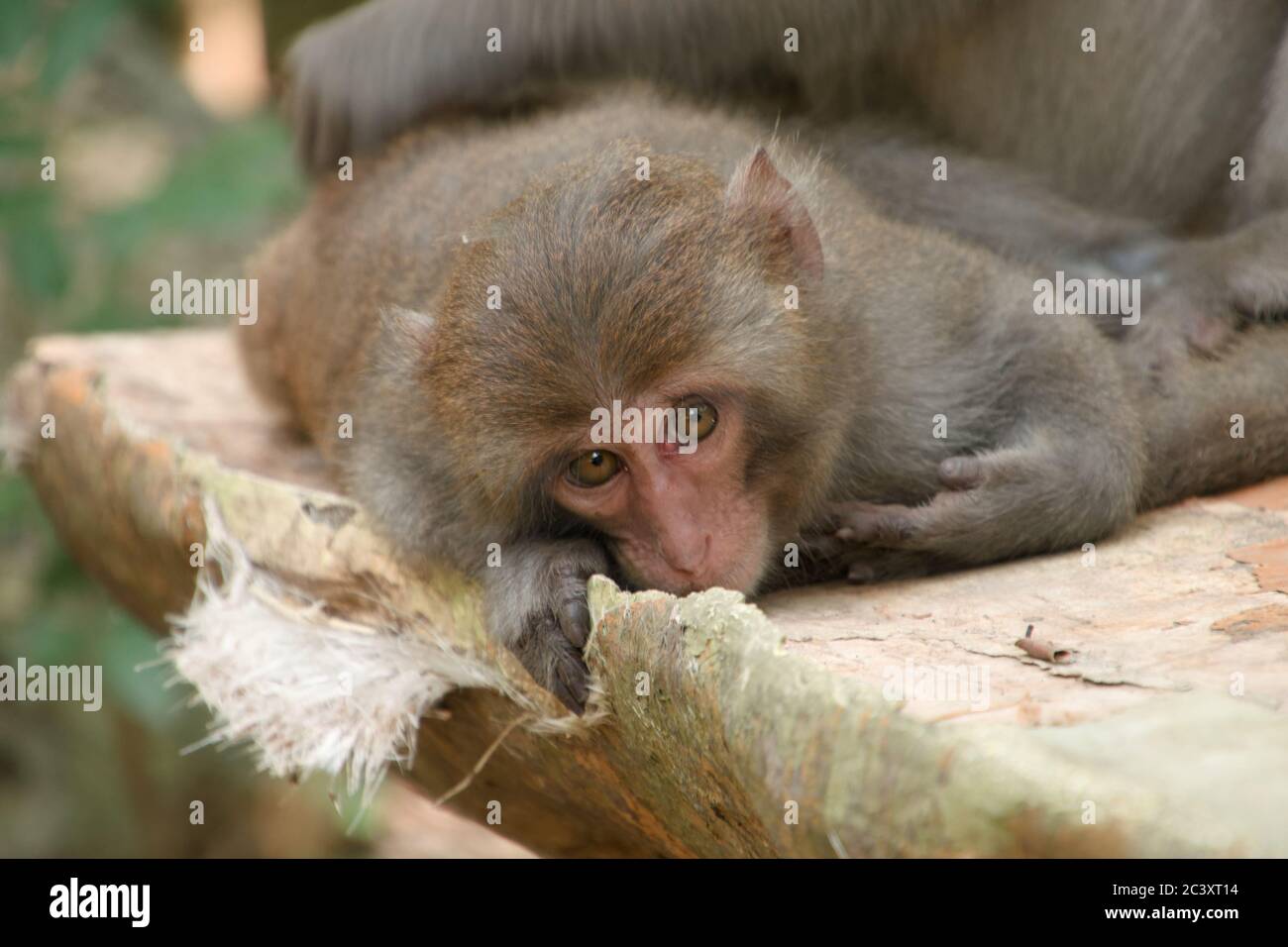 Formosan rock macaque, Shoushan (Monkey Mountain), Kaohsiung, Taiwan ...