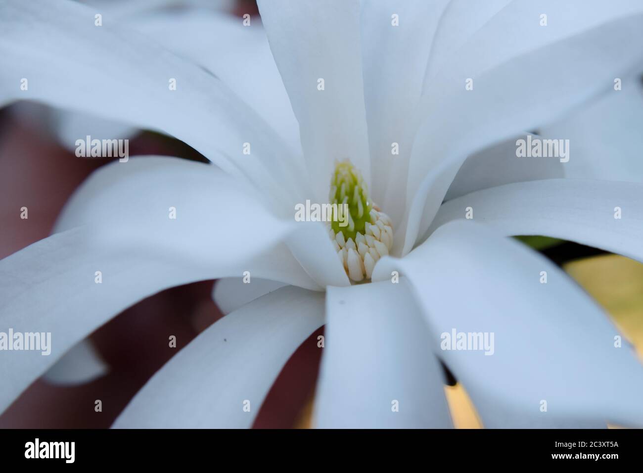 Stellate flower hi-res stock photography and images - Alamy