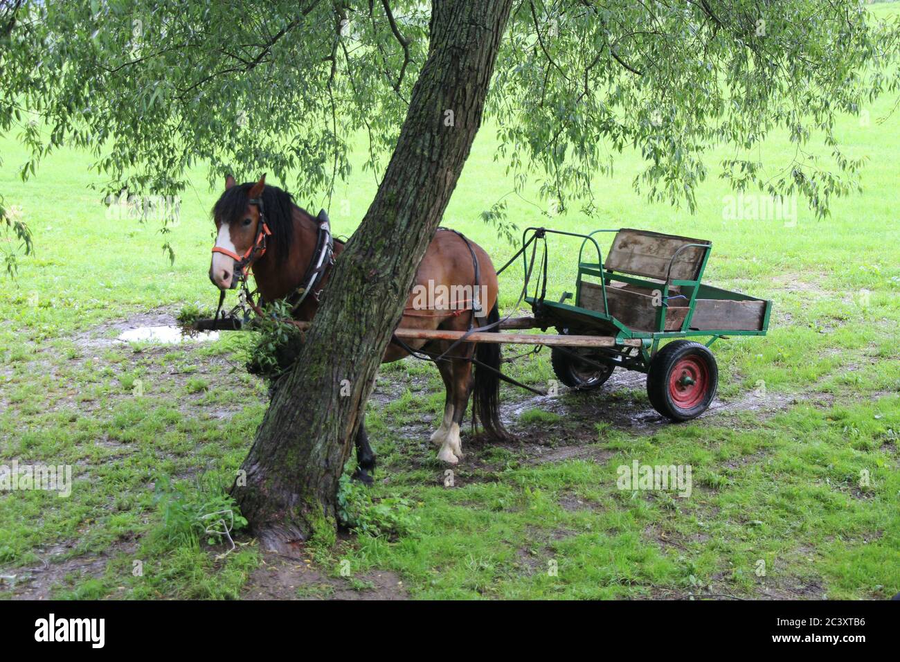 A draught horse (draft horse) and his wheeled cart near Tabor, Czech ...