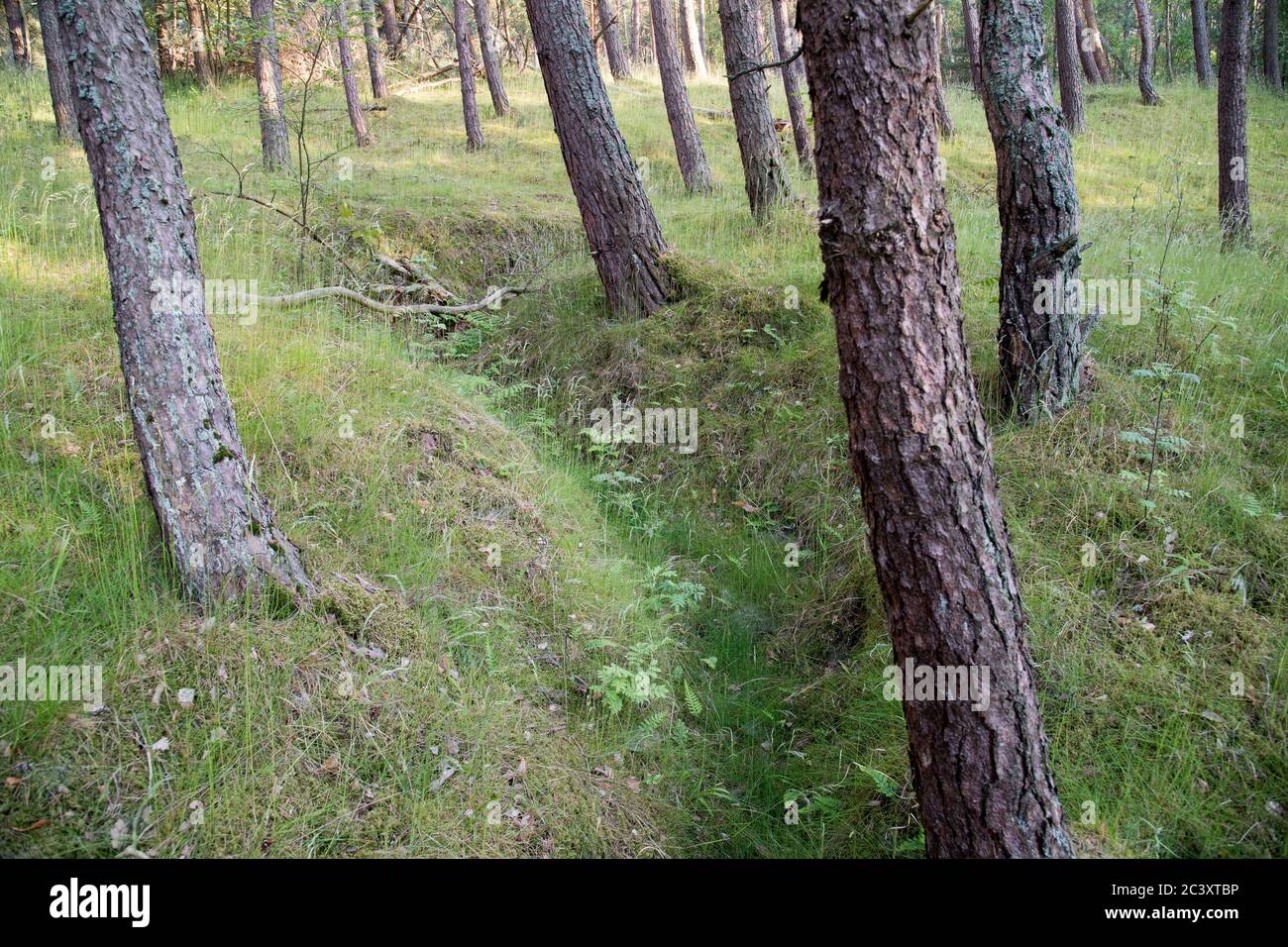 Former Nazi German defensive fighting position built in 1945 in Piaski ...