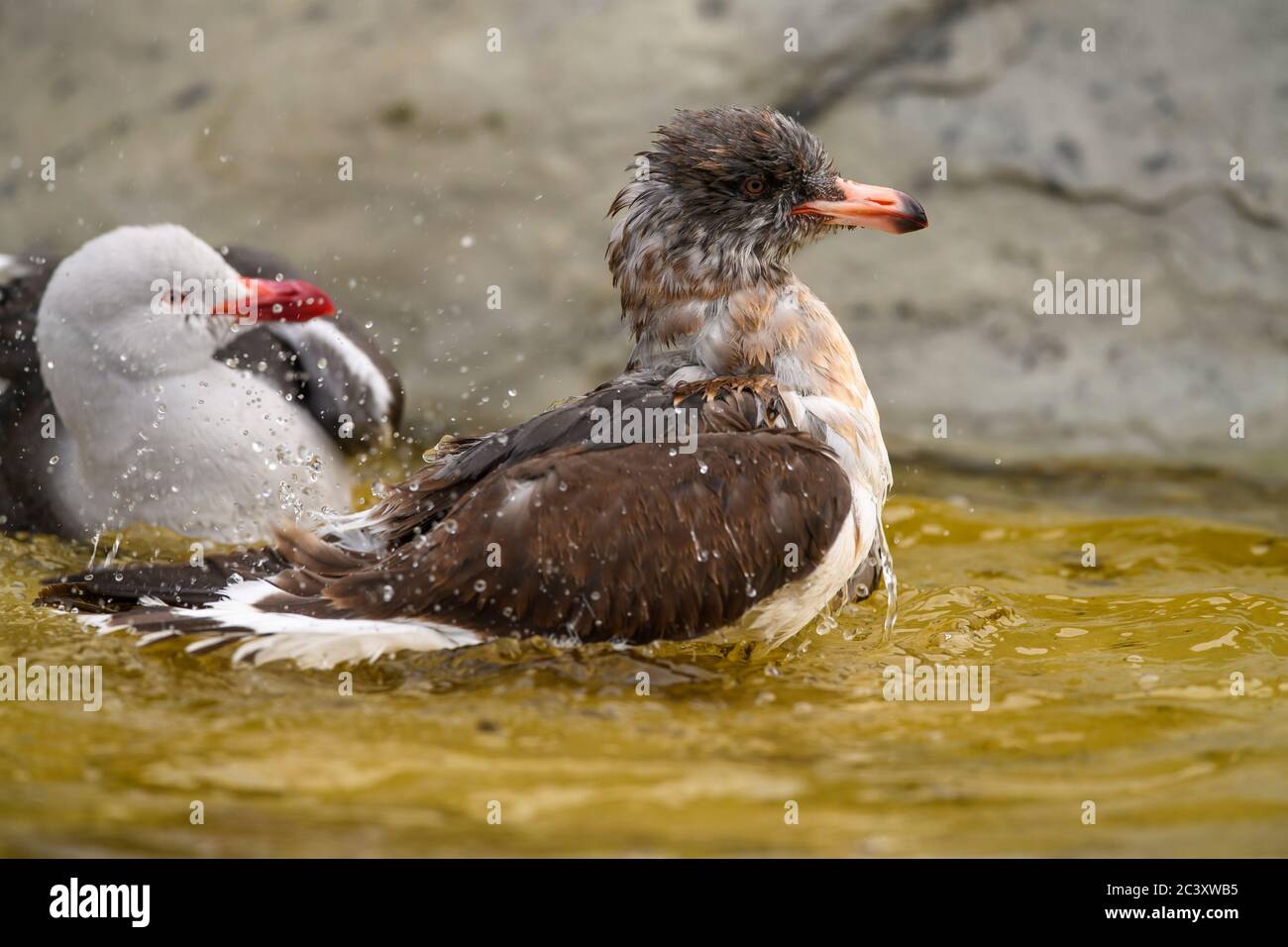 Dolphin gull (Leucophaeus scoresbii) Juvenile bathing, Saunders Island ...