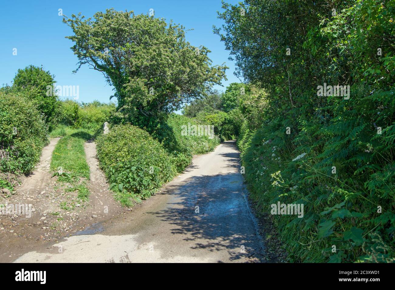 Lane cornwall hi-res stock photography and images - Alamy