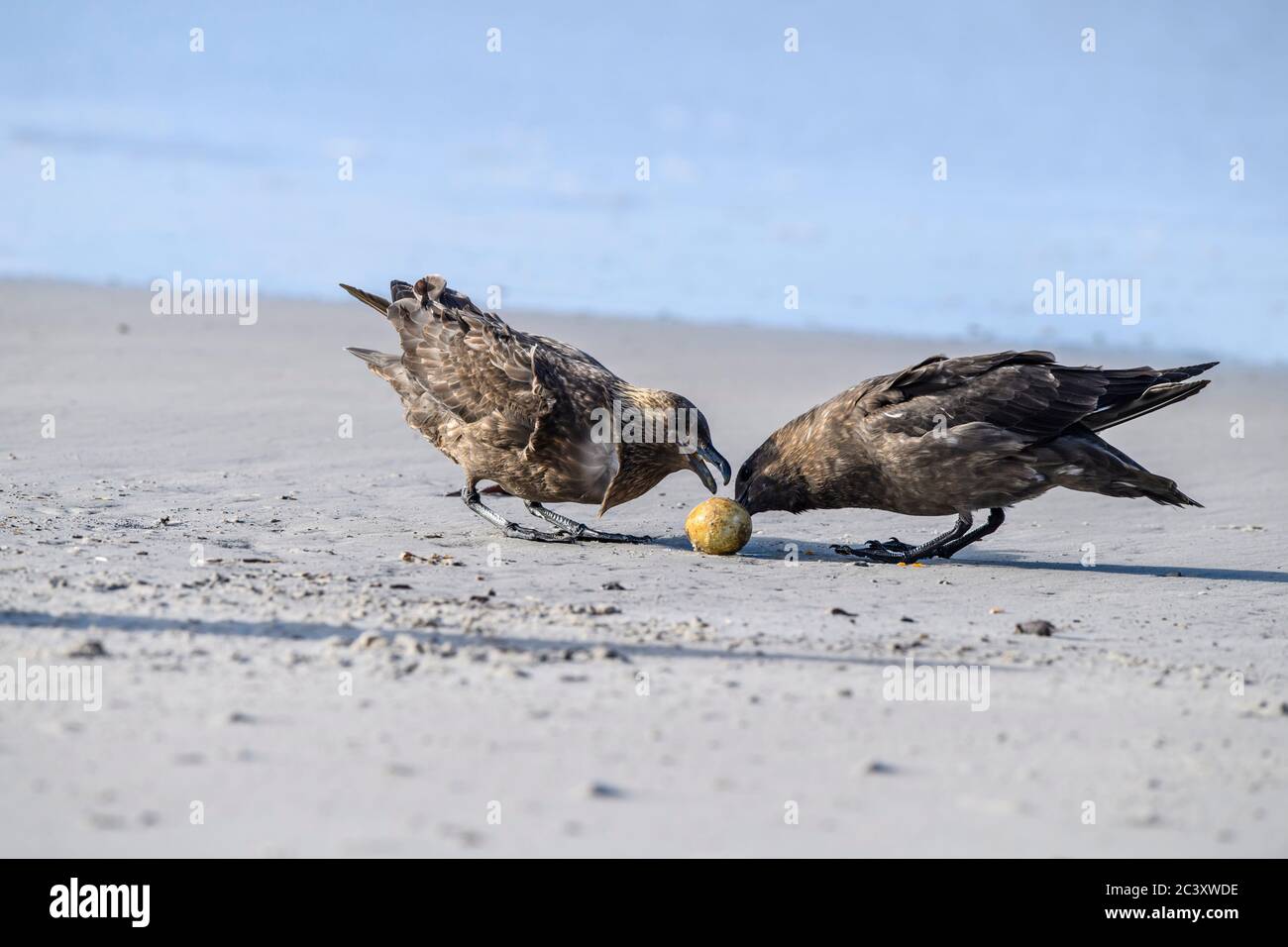 Brown skua (Stercorarius antarcticus) Eating a penguin egg, Saunders ...