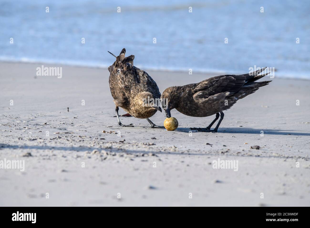 Brown skua (Stercorarius antarcticus) Eating a penguin egg, Saunders ...