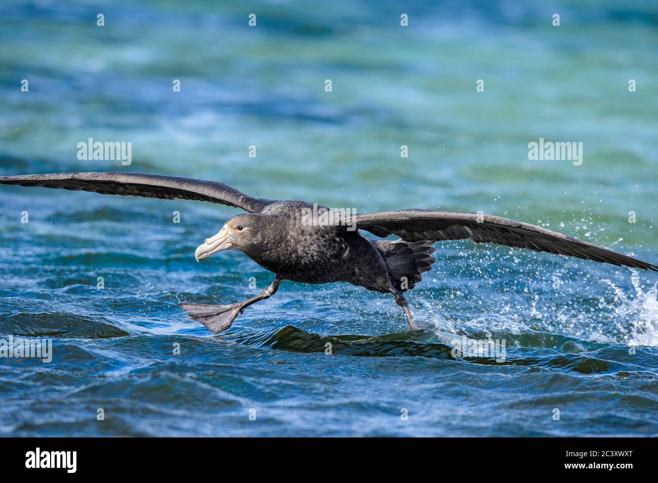 Southern giant petrel (Macronectes giganteus) taking off in windy ...