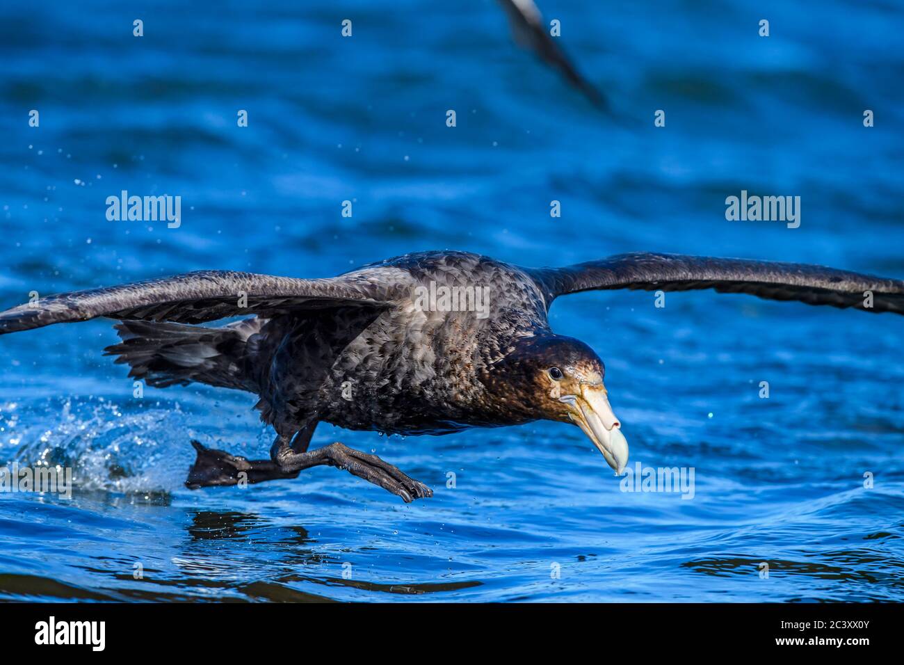 Southern giant petrel (Macronectes giganteus) taking off in windy ...
