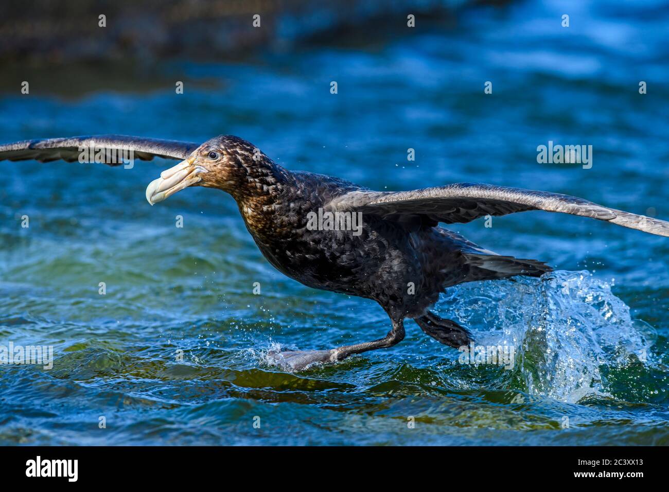 Southern giant petrel (Macronectes giganteus) taking off in windy ...