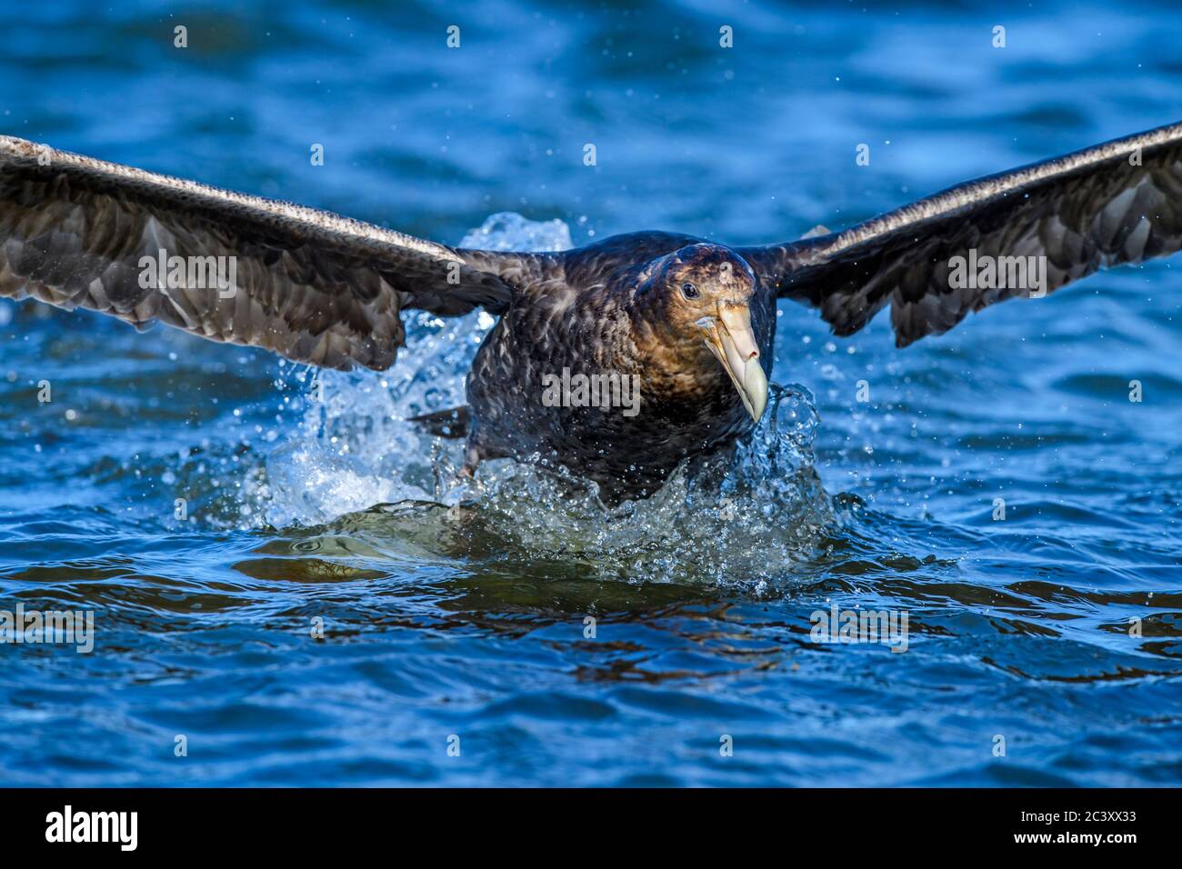 Southern giant petrel (Macronectes giganteus) taking off in windy ...