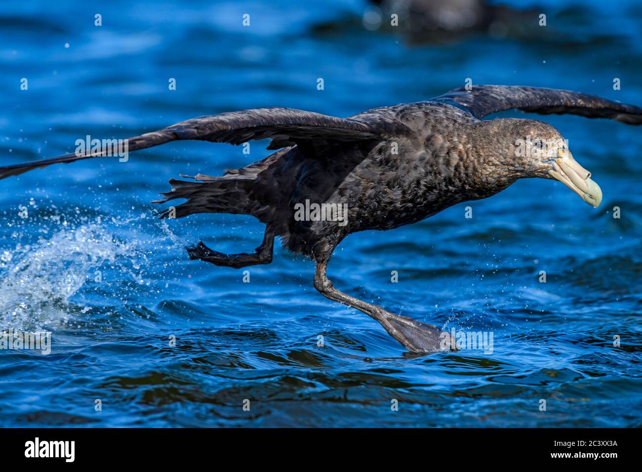 Southern giant petrel (Macronectes giganteus) taking off in windy ...