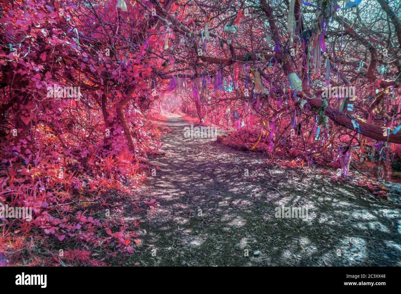 Cloutie tree hi-res stock photography and images - Alamy