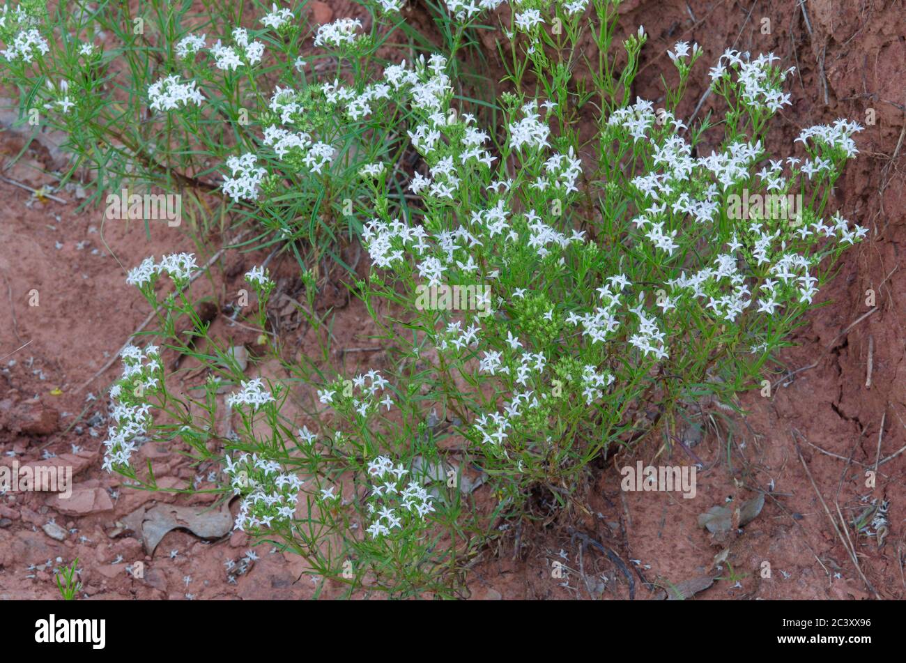 A nigricans hi-res stock photography and images - Alamy