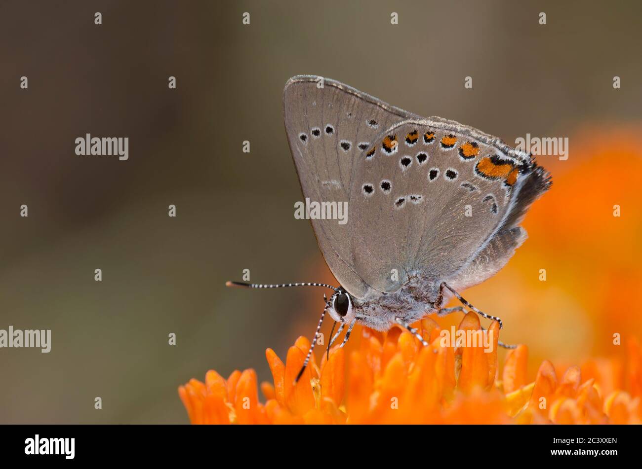 Coral Hairstreak, Satyrium titus, nectaring from orange milkweed ...