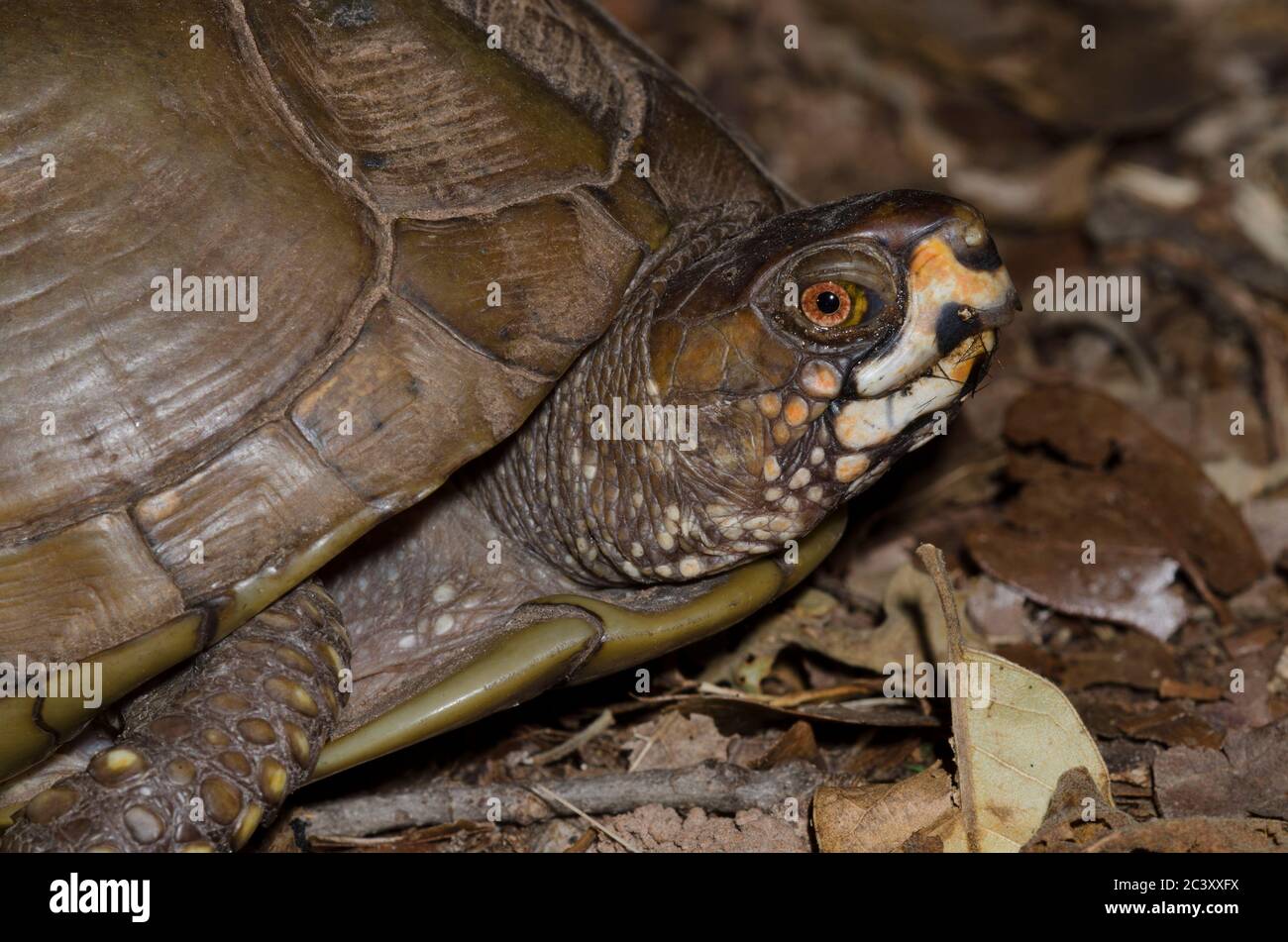 Three toed box turtle hi-res stock photography and images - Alamy