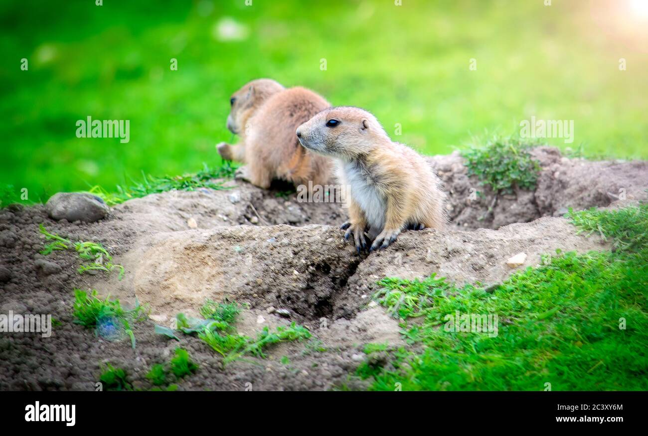 Cute little prairie dogs sitting on top of their burrows on a nice ...