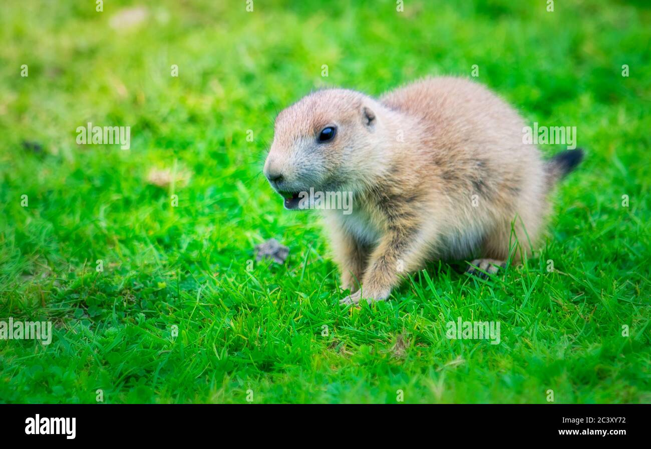 Cute baby prairie dog walking in the fresh green grass Stock Photo - Alamy