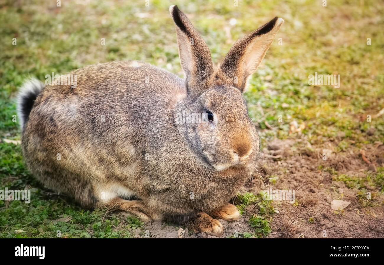 Cute furry rabbit in the grass Stock Photo - Alamy