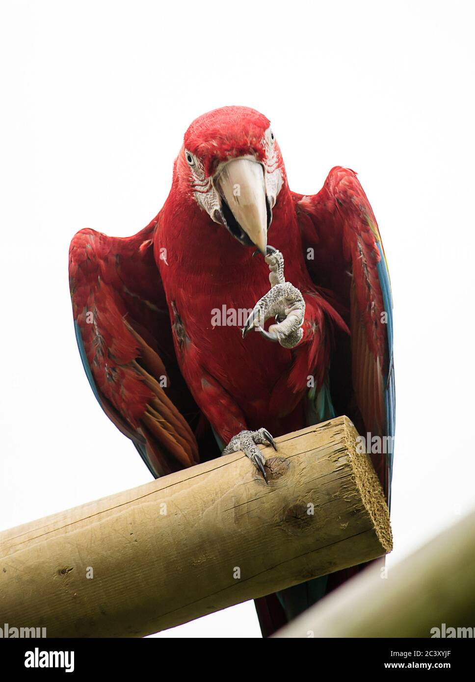 Red macaw parrot sitting hi-res stock photography and images - Alamy