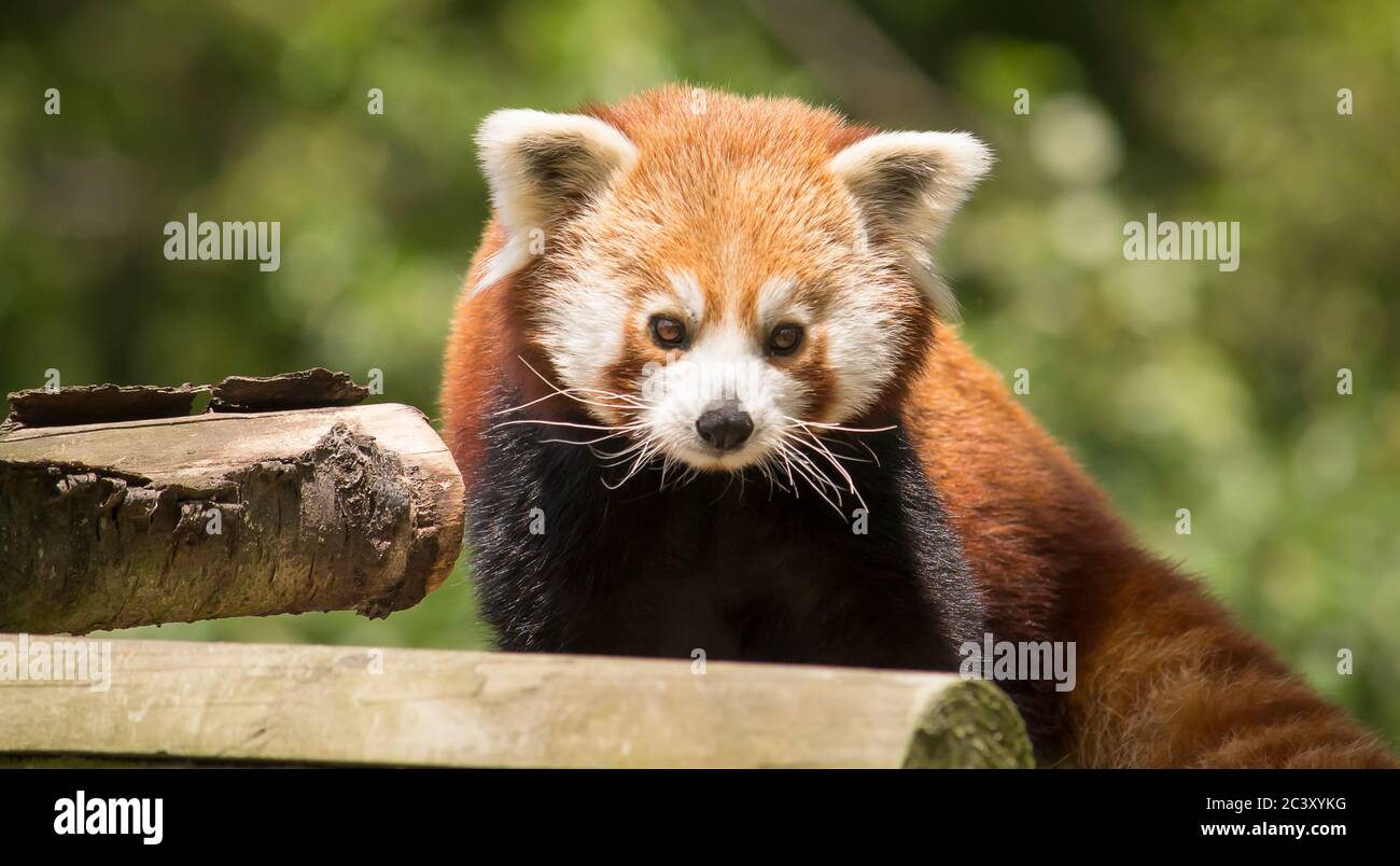 Red Panda Sitting On Tree High Resolution Stock Photography and Images ...