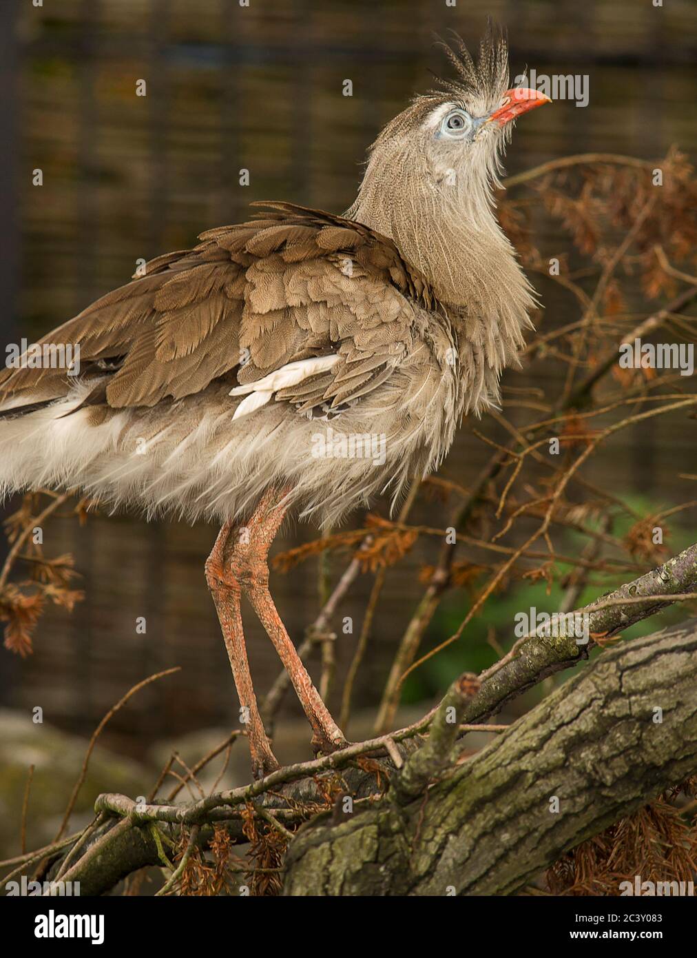 Sereima hi-res stock photography and images - Alamy