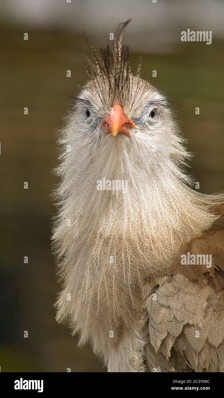 Sereima hi-res stock photography and images - Alamy