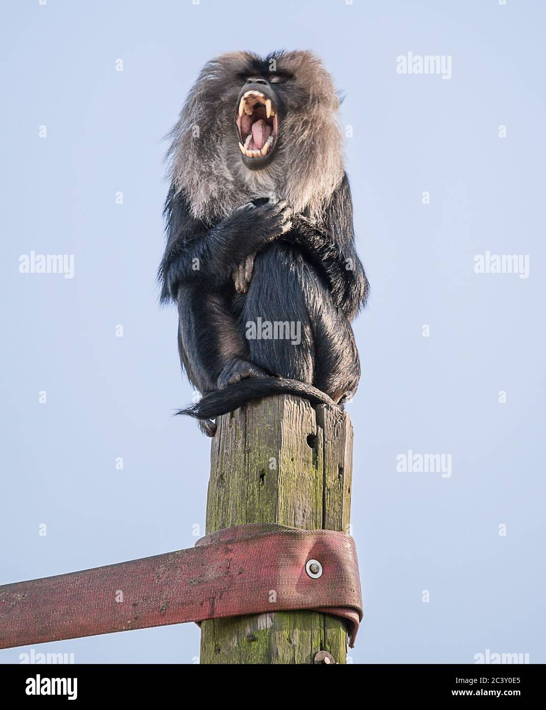 Lion shouting hi-res stock photography and images - Alamy