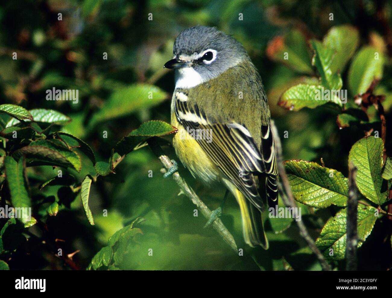 Blue headed vireo hi-res stock photography and images - Alamy